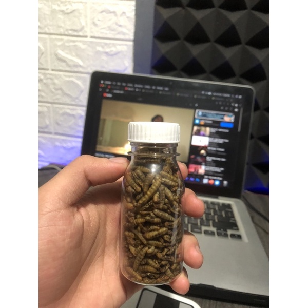 Jual ulat maggot snack hamster dan sugar glider | Shopee Indonesia
