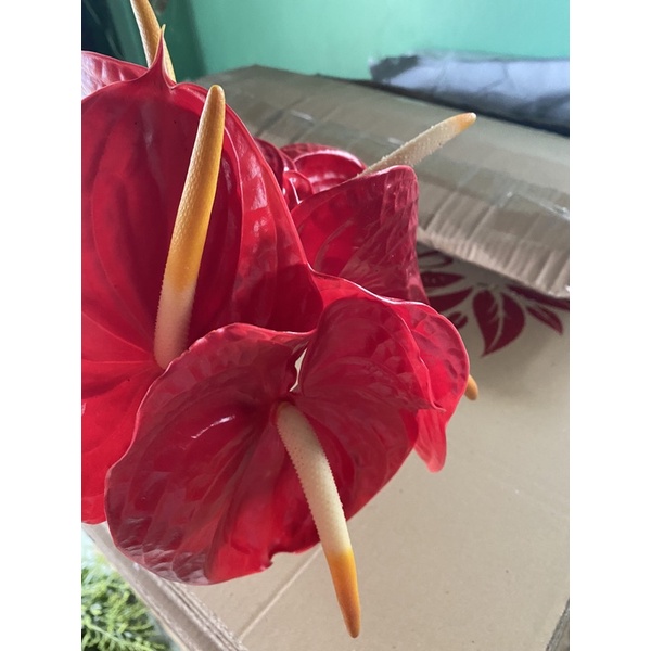 Jual bunga anturium holand merah 1 ikat (isi 10 tangkai) | Shopee Indonesia