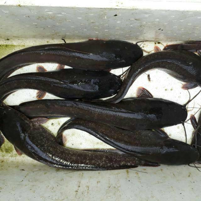 Jual Induk lele strain Inafa ( Afrika ) | Shopee Indonesia