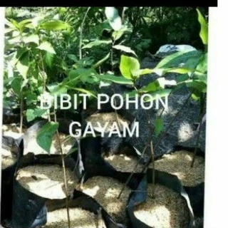 Jual pohon gayam Harga Terbaik & Termurah Juni 2025 | Shopee Indonesia