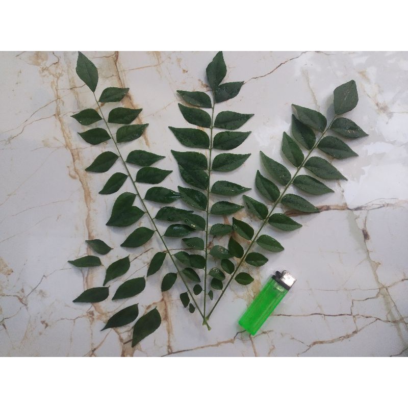 Jual DAUN KARI SEGAR / SALAM KOJA | Shopee Indonesia