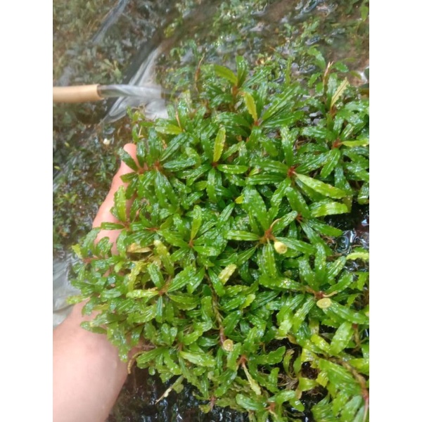Jual buce velvet aquascape | Shopee Indonesia