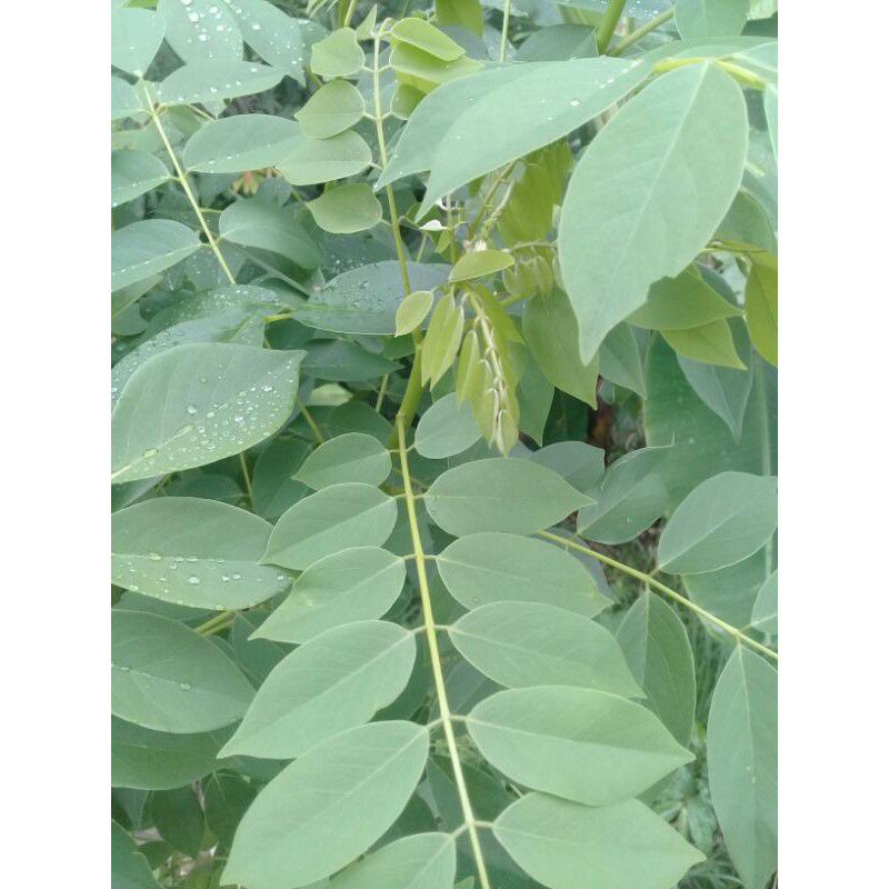 Jual Daun gamal atau dadap cangkring segar 1 kilo | Shopee Indonesia