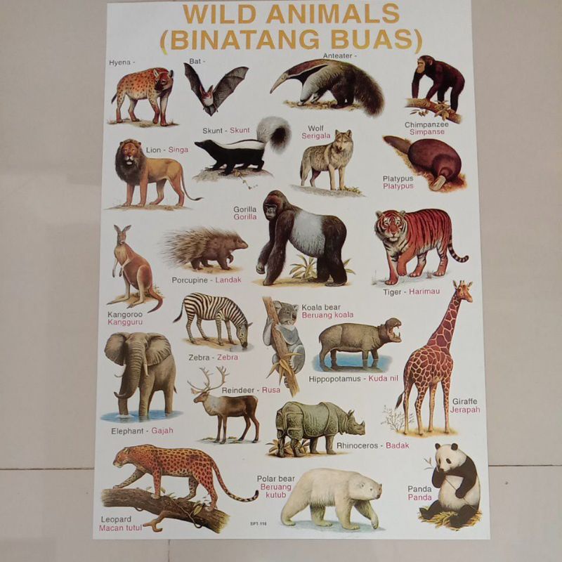 Jual Poster edukasi hewan berwarna mengenal nama binatang belajar anak ...