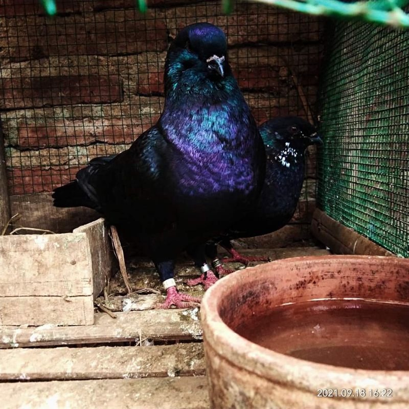 Jual MERPATI ENDEMIK JAWA SUNGUT | Shopee Indonesia