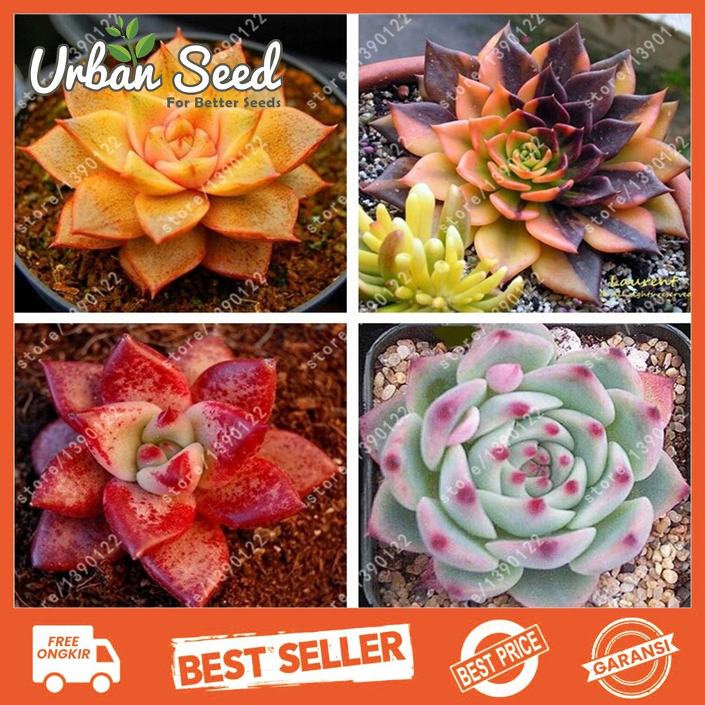 Jual Biji Benih Bunga Succulent Mixed Sukulen (Rare Lithops Seeds ...