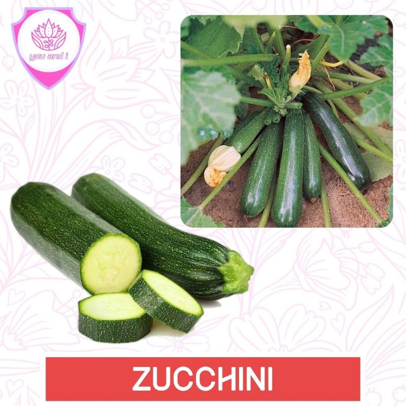 Jual Benih ZUCCHINI Zukini Hulk F1 Biji Sayur | Shopee Indonesia