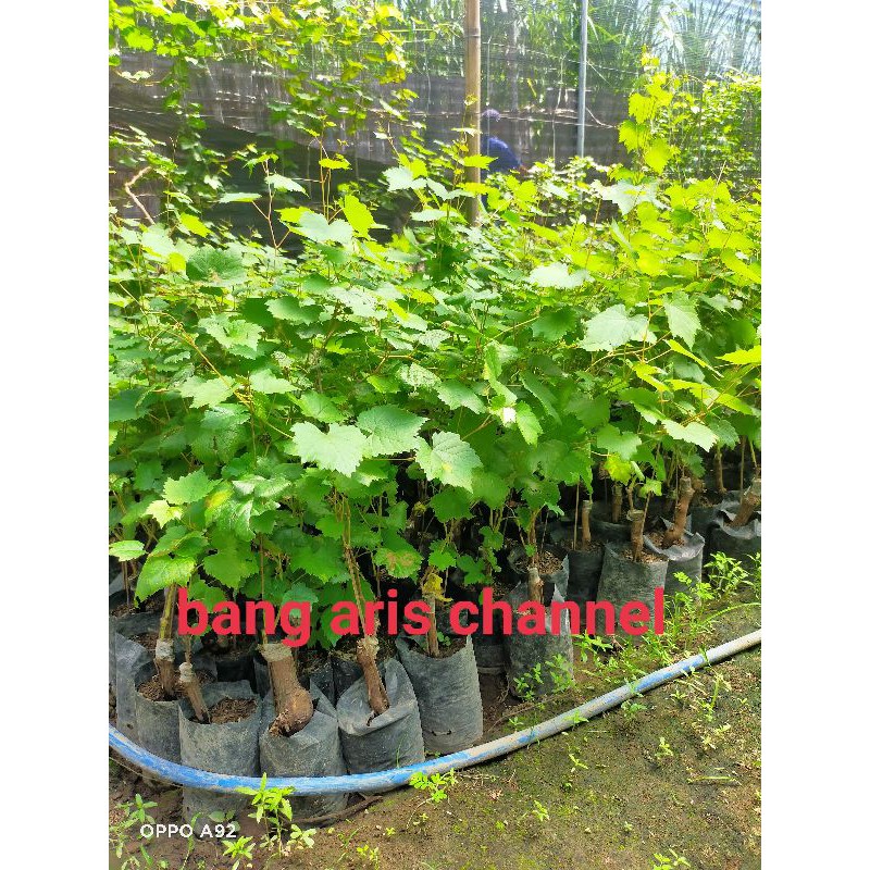 Jual ANGGUR EVEREST | Shopee Indonesia