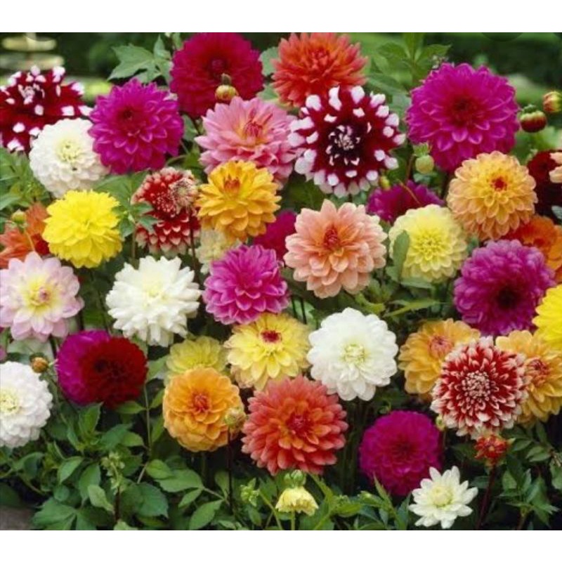 Jual 1 Biji Benih BUNGA DAHLIA PINNATA MIX bibit tanaman hias | Shopee Indonesia