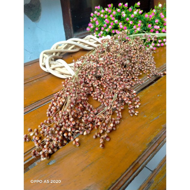 Jual bulir gandum Jawa atau sorgum bahan mahar nikah rustic | Shopee ...