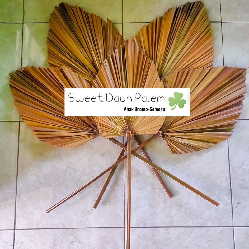 Jual 10 Batang | Daun kering aesthetic | Daun palem kering | Shopee ...