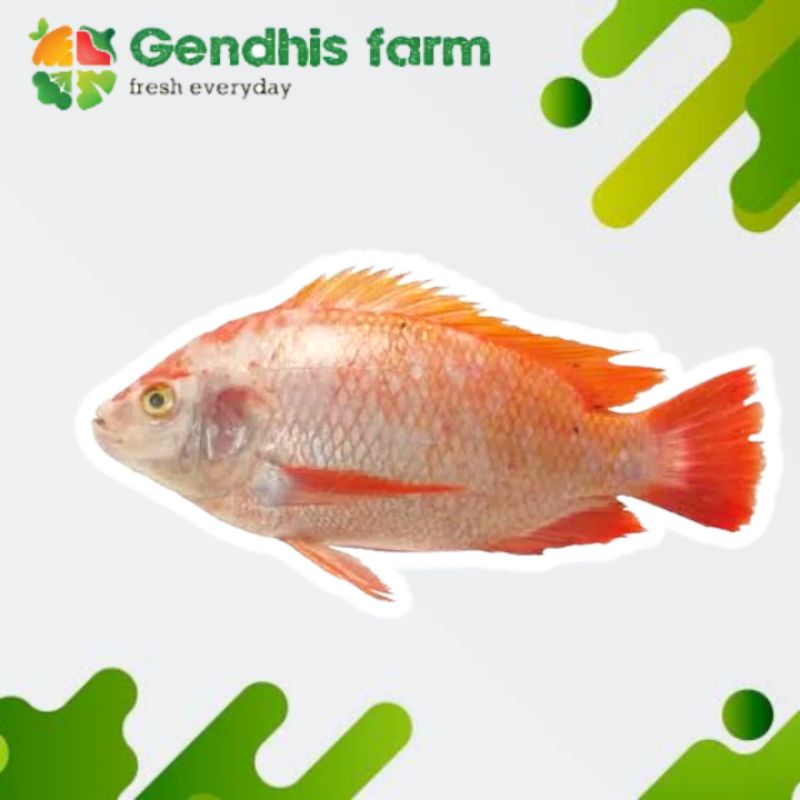 Jual Ikan Nila segar [-+1kg] | Shopee Indonesia