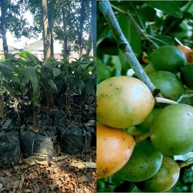 Jual THE BEST Bibit pohon buah gandaria LANGKA - tanaman gandaria ...