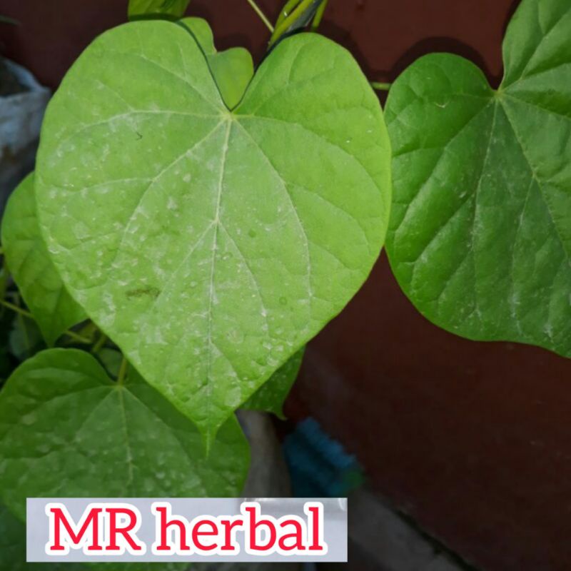 Jual Jual Daun Broto wali segar order baru petik 30 lembar | Shopee ... Jual Jual Daun Broto wali segar order baru petik 30 lembar | Shopee ...