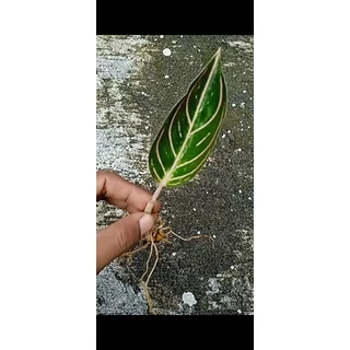 Produk D.R florist | Shopee Indonesia