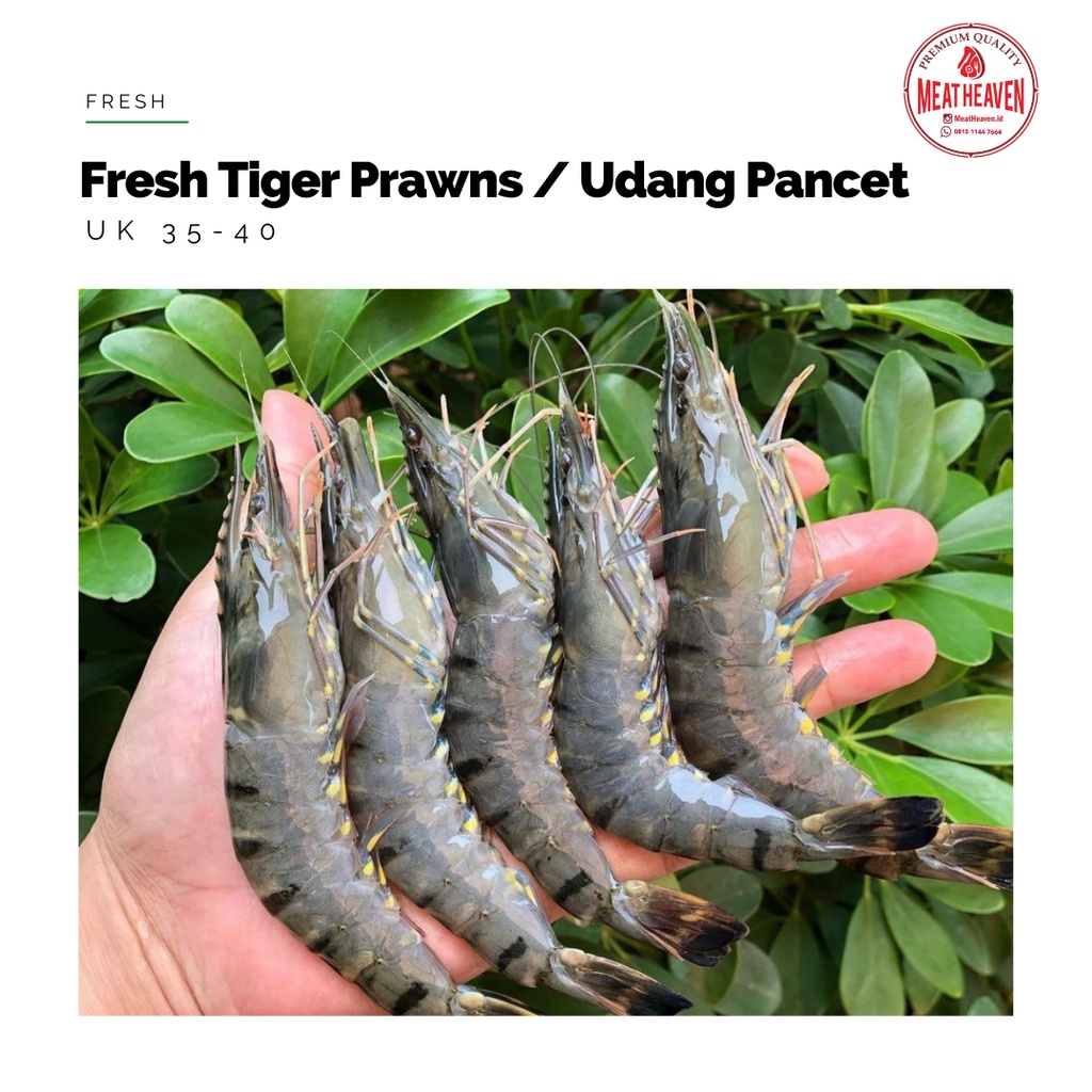 Jual Fresh Udang Pancet / Tiger Prawn Uk. 35-40 (500grm) | Shopee Indonesia