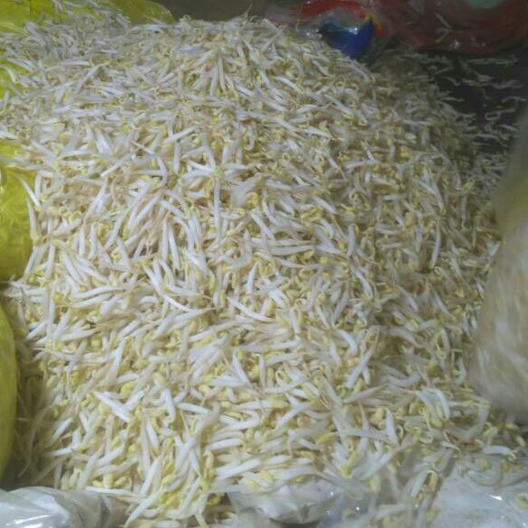 Jual Toge fresh / Tauge | Shopee Indonesia