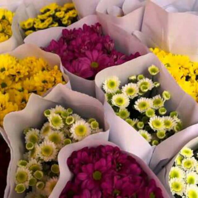 Jual Bunga Aster Segar Bunga Potong Asli 1 Ikat 10 Tangkai | Shopee ...