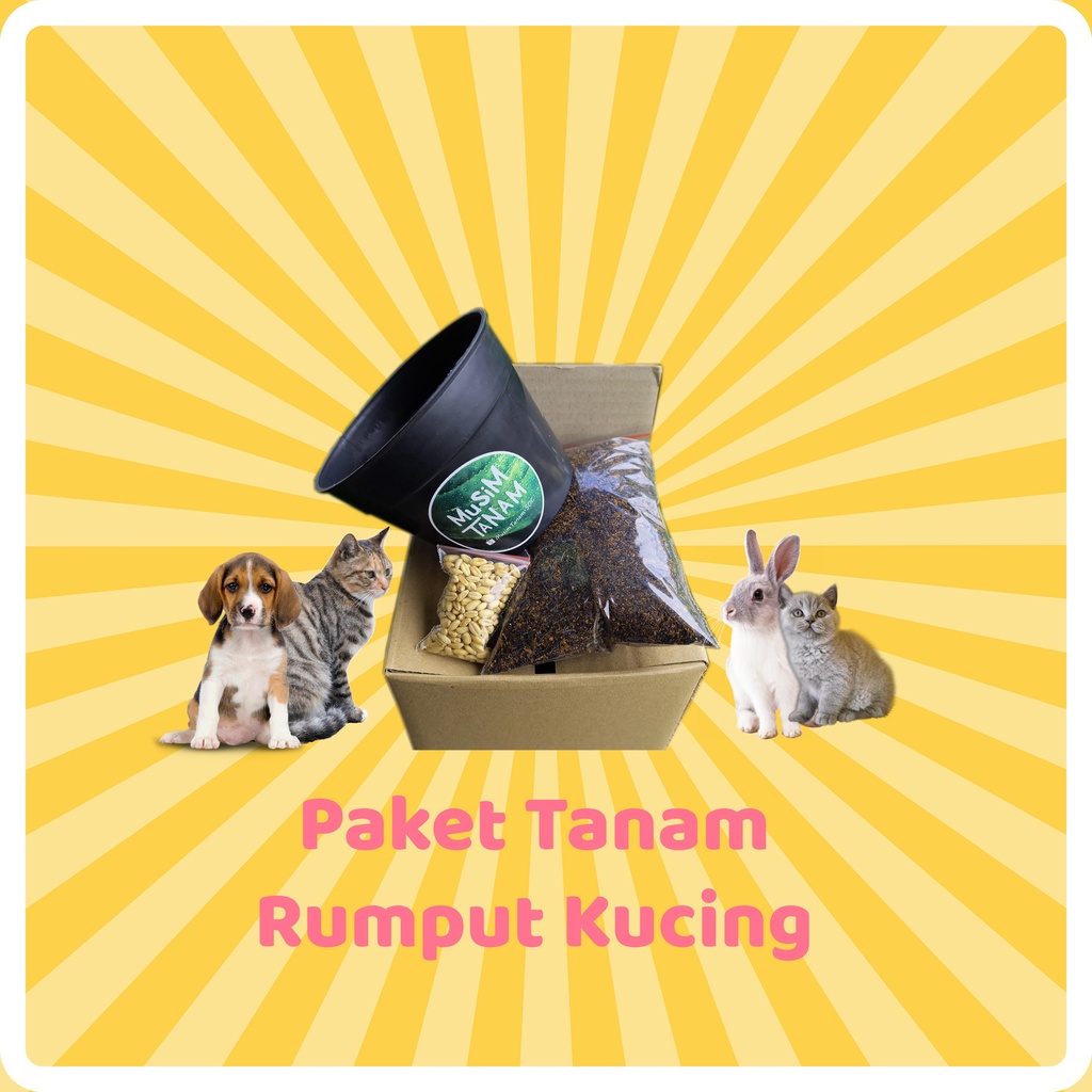 Jual Rumput Kucing Wheatgrass Paket Lengkap Siap Tanam | Shopee Indonesia