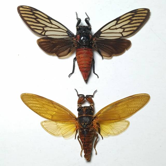 Jual AWETAN SERANGGA UNIK CICADA SETAN MERAH PASANGAN (RARE/LANGKA ...