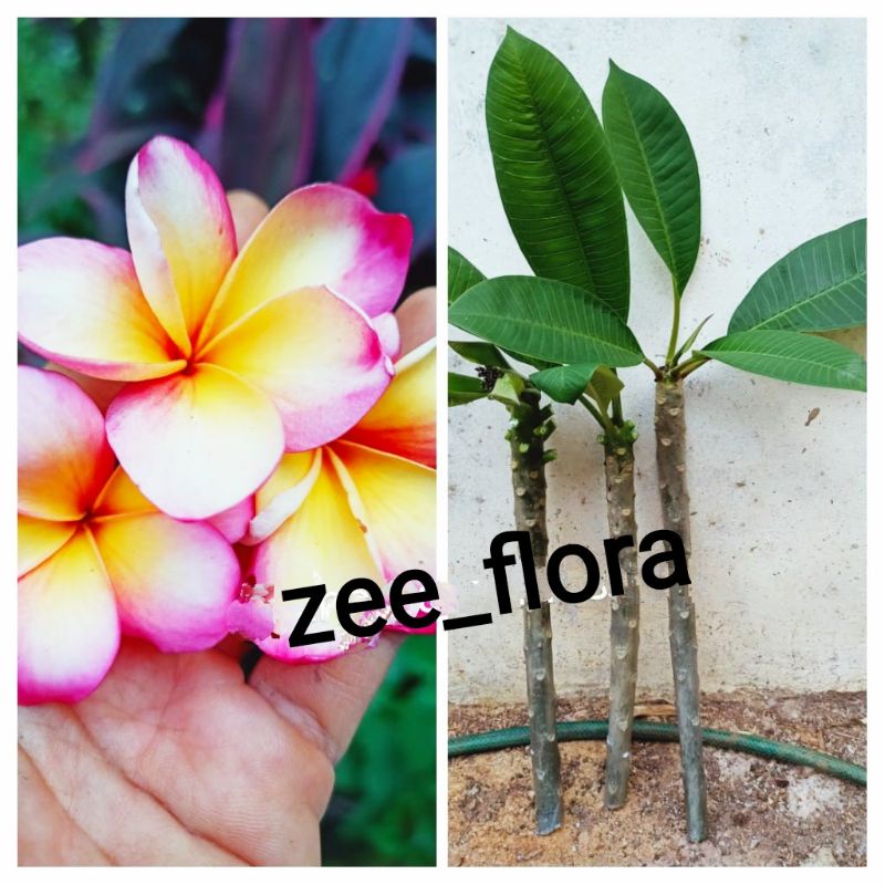 Jual stek batang Kamboja / cutting batang Kamboja bunga tricolor ...