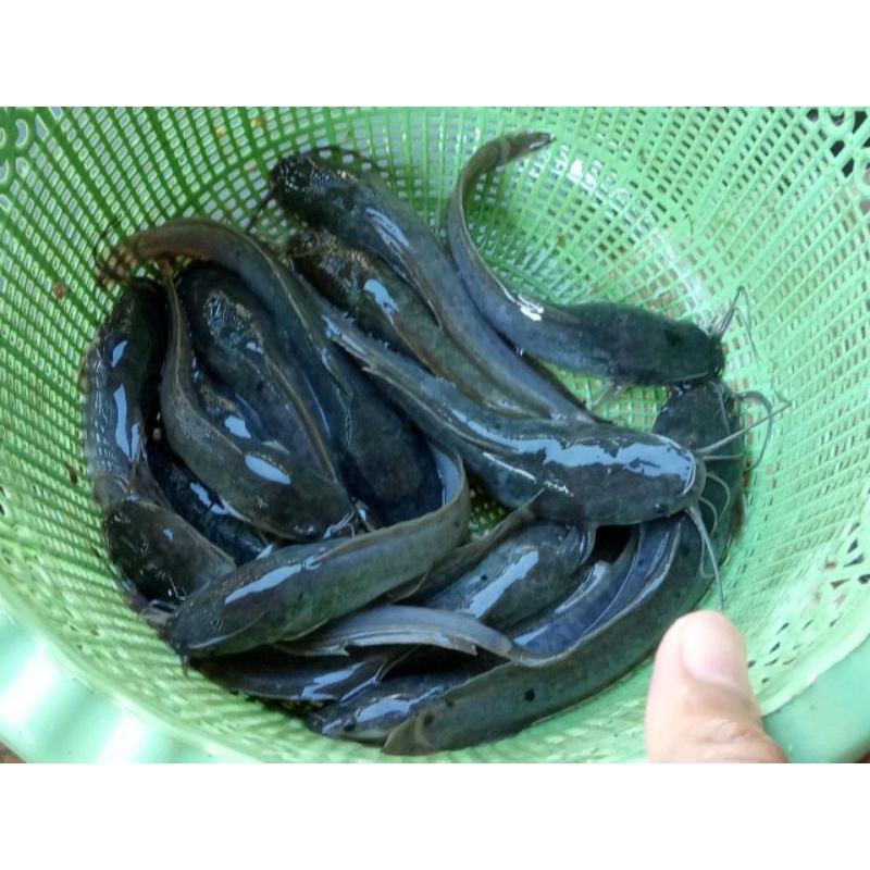 Jual LELE 1kg | Shopee Indonesia