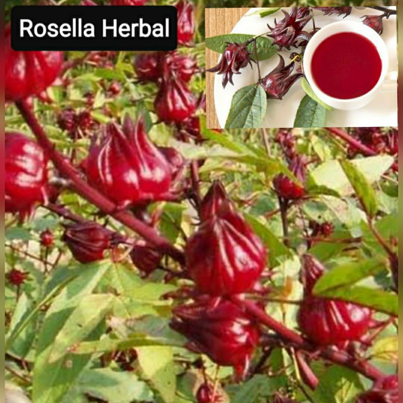 Jual Benih Rosella Bunga Herbal (30 butir) | Shopee Indonesia