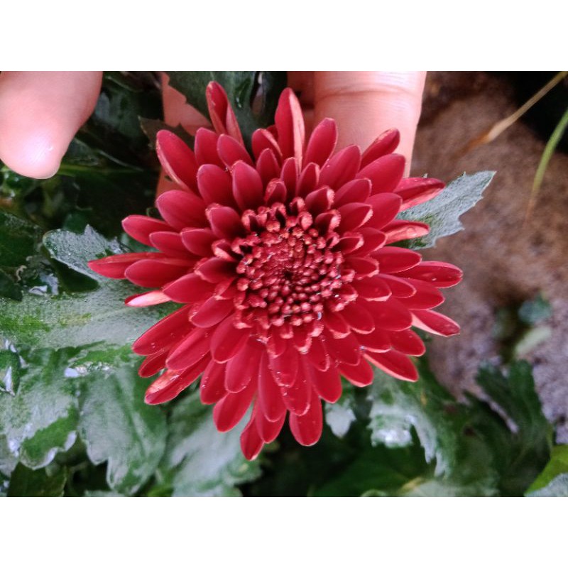 Jual Bunga Krisan | Shopee Indonesia