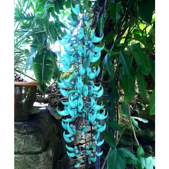 Jual Tanaman hias rambat bunga jade vine flame of irian biru murah ...