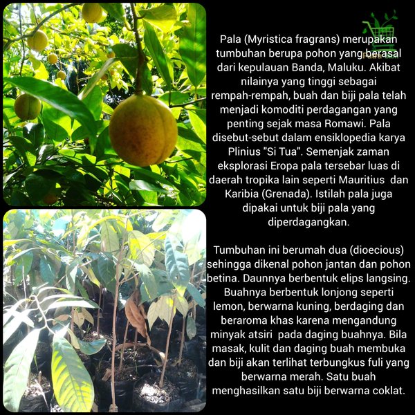 Jual Bibit Pohon Pala Rempah Biji Bulat Bundar Terselubung Fuli Tanaman ...