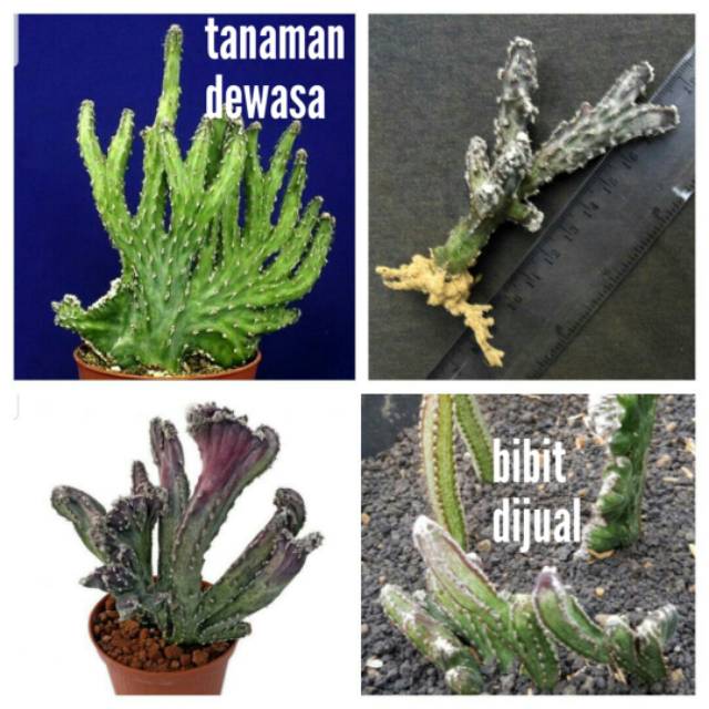 Jual Bibit tanaman kaktus monvillea spegazzinii bunga sukulen euphorbia ...