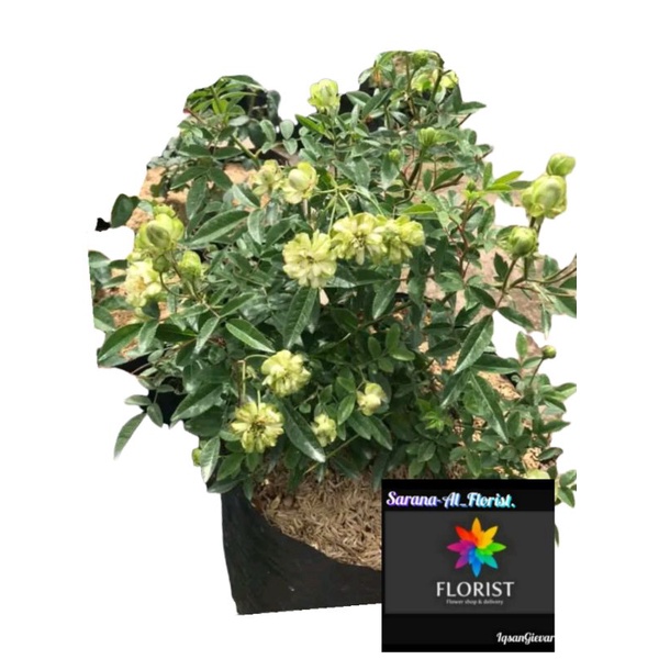 Jual Mawar semi Induk eclair hijau (eclair rose) | Shopee Indonesia