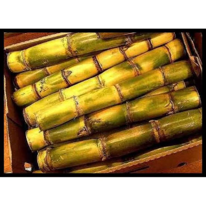 Jual Bibit stek tebu kuning fresh manis alami 1kg | Shopee Indonesia