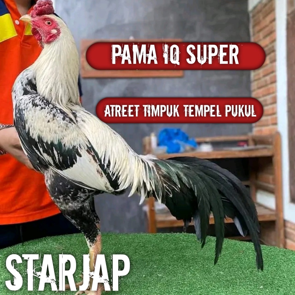 Jual telur ayam bangkok pama super iq perbutir wido jalak | Shopee ...