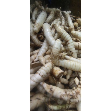 Jual Umbi garut atau umbi Sagu segar baru panen 1 kg | Shopee Indonesia