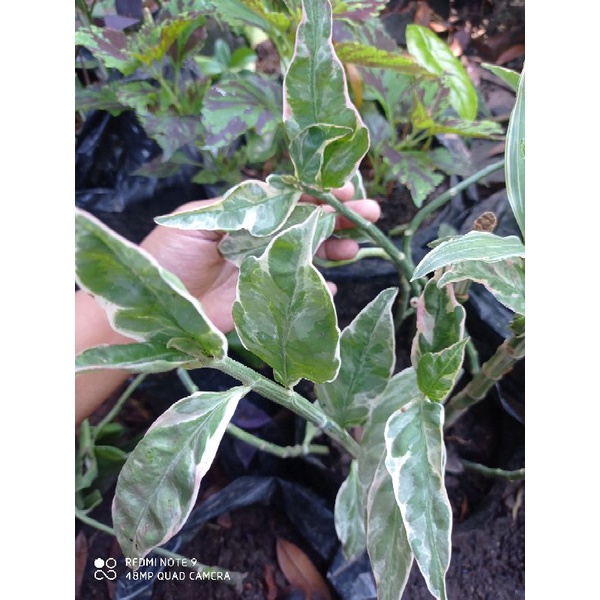 Jual Aneka Tanaman hias zigzag varigata - ephorbia varigata - patah ...