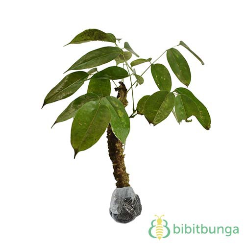 Jual Tanaman Kayu Rapet - BB Plant | Shopee Indonesia