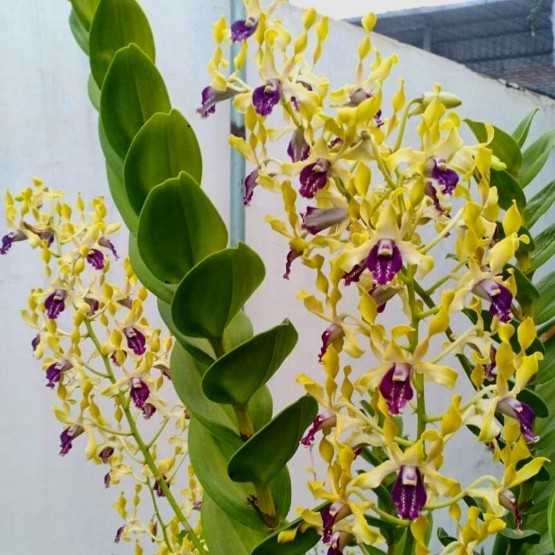 Jual tanaman hias anggrek dendrobium bunga keriting"bibit tanaman hias ...