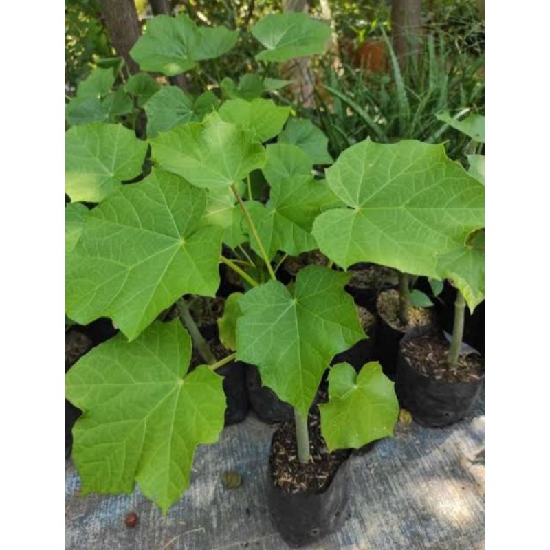 Jual bibit pohon jarak | Shopee Indonesia