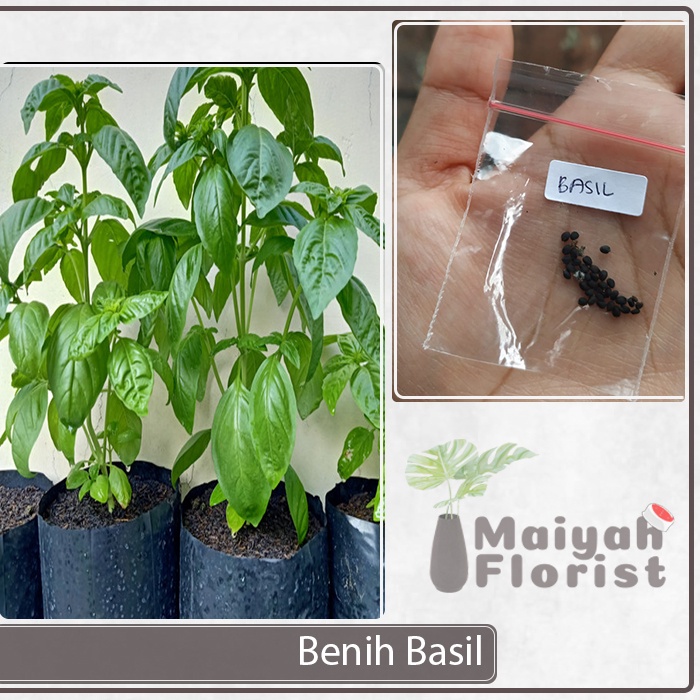 Jual Benih Basil 30 Seed - Benih Asli Dari Tanaman - Bukan Hasil Lab - Ocimum Basilicum | Shopee ...