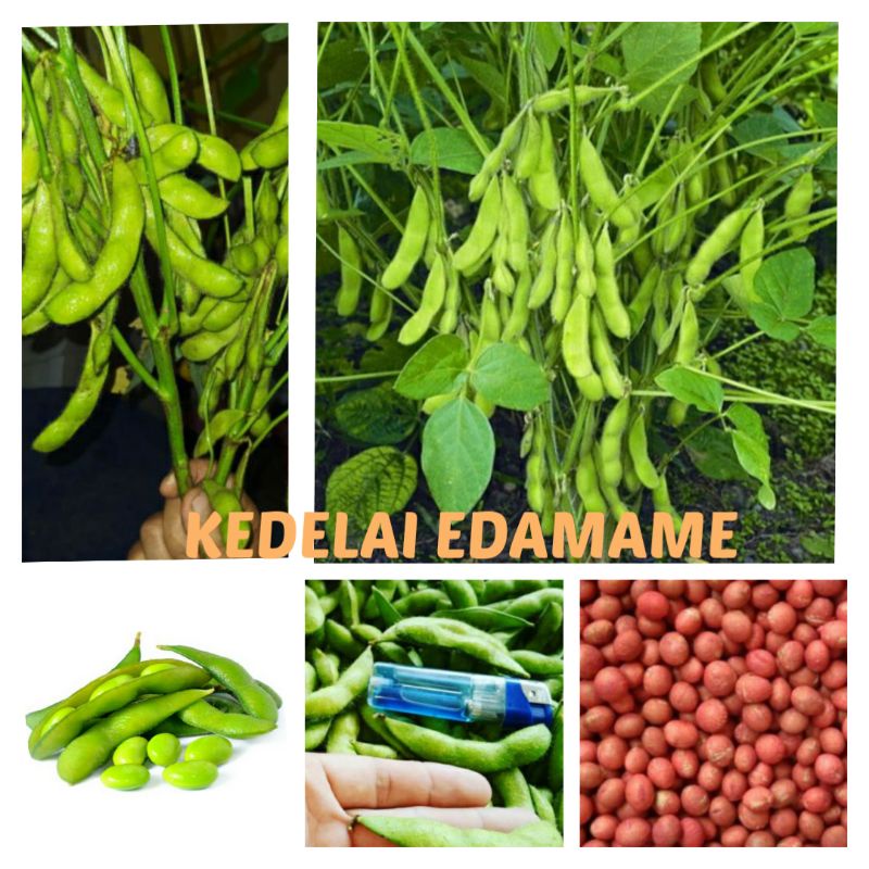 Jual Benih KEDELAI EDAMAME RYOKO 75 kacang kedelai jepang asli kualitas ...