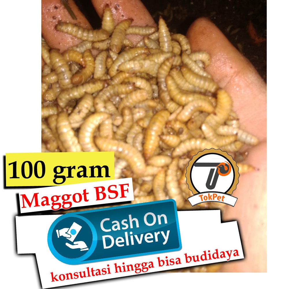 Jual MAGGOT BSF 100 GRAM ULAT LARVA MAGOT BLACK SOLDIER FLY BIBIT ...