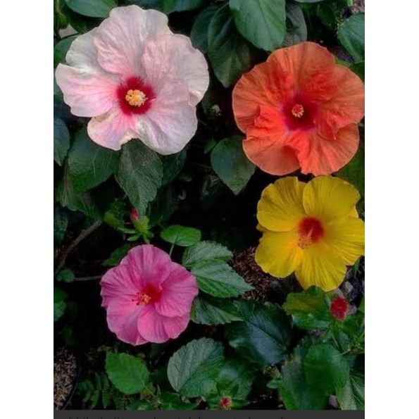 Jual TANAMAN BUNGA SEPATU / HIBISCUS | Shopee Indonesia