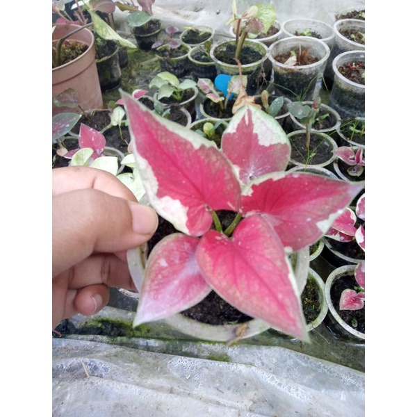 Jual Caladium Hibrid Antanu vs Red devil bibit anakan | Shopee Indonesia