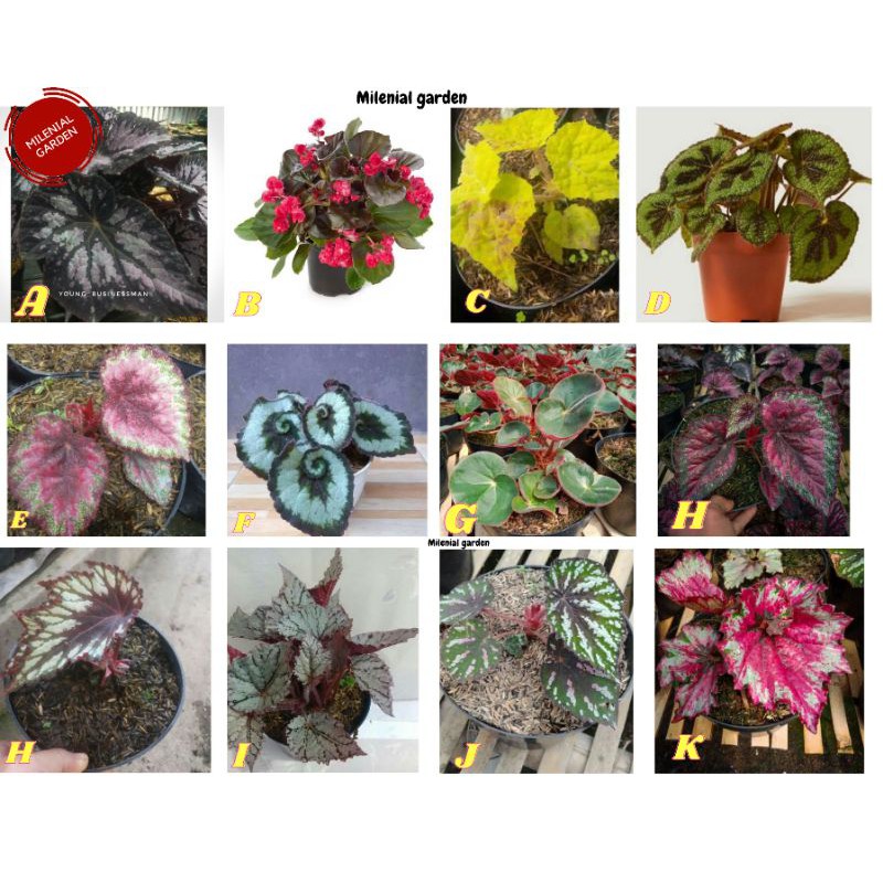 Jual TANAMAN HIAS BEGONIA REX | Shopee Indonesia