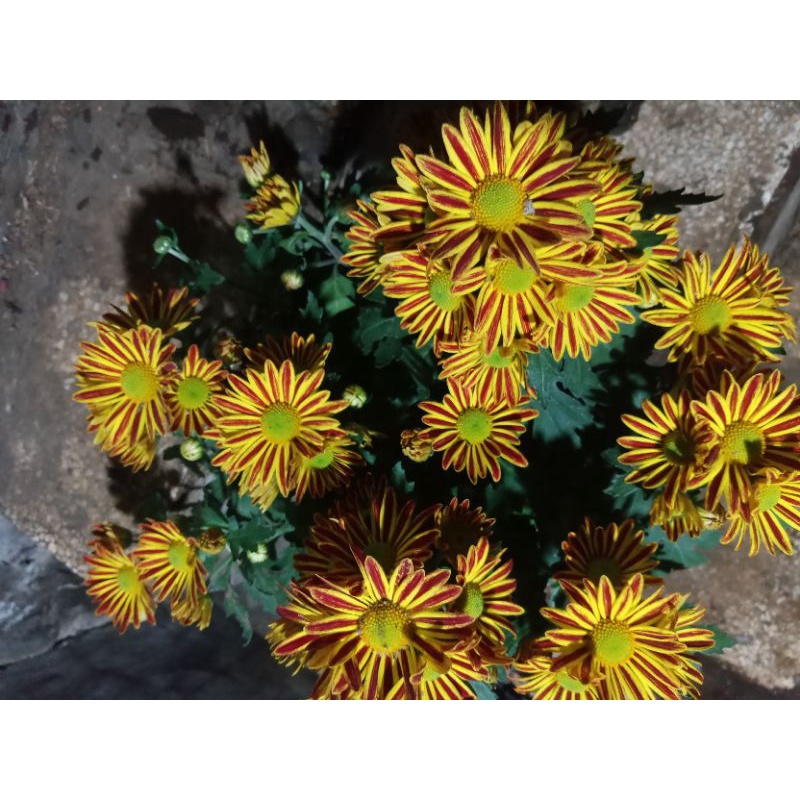 Jual Tanaman hias bunga krisan 1 POT isi 7-9 pohon rimbun berbunga ...