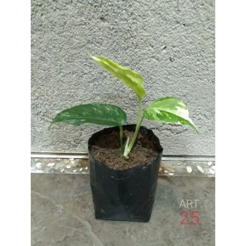 Jual Philodendron Epipremnum Pinnatum Variegata Philo Monstera Dragon ...