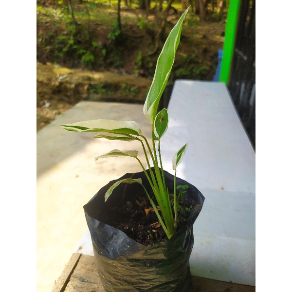Jual bibit umbi irut / umbi garut daun putih | Shopee Indonesia
