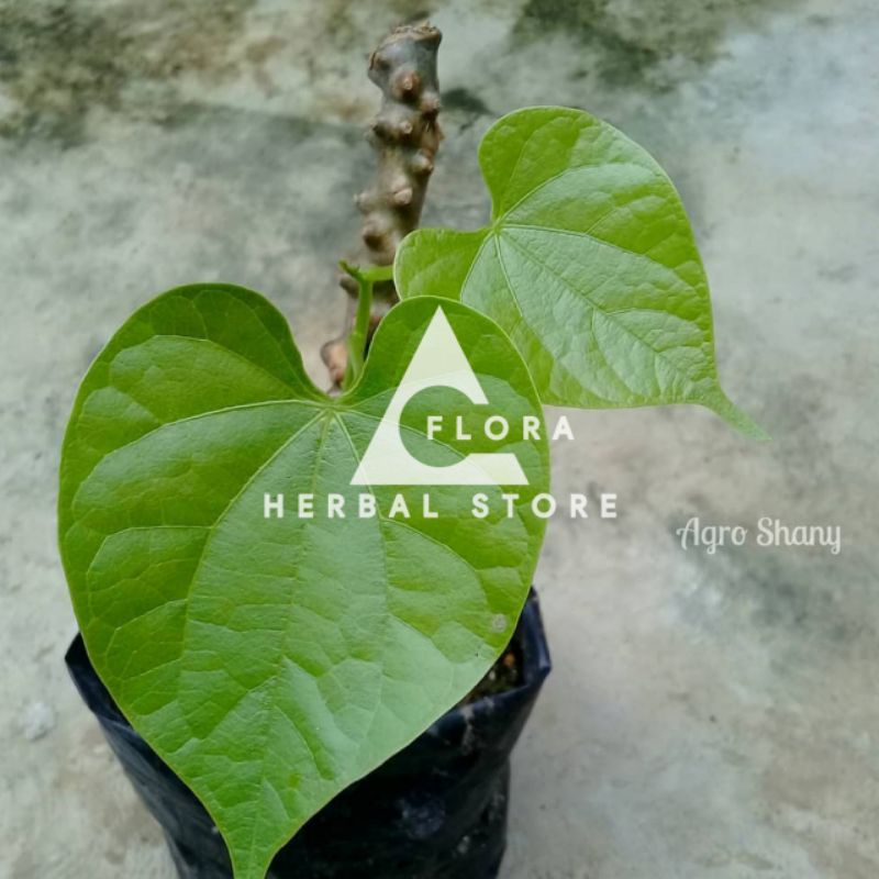 Jual Brotowali I tanaman brotowali I cut atau stek batang Brotowali ...