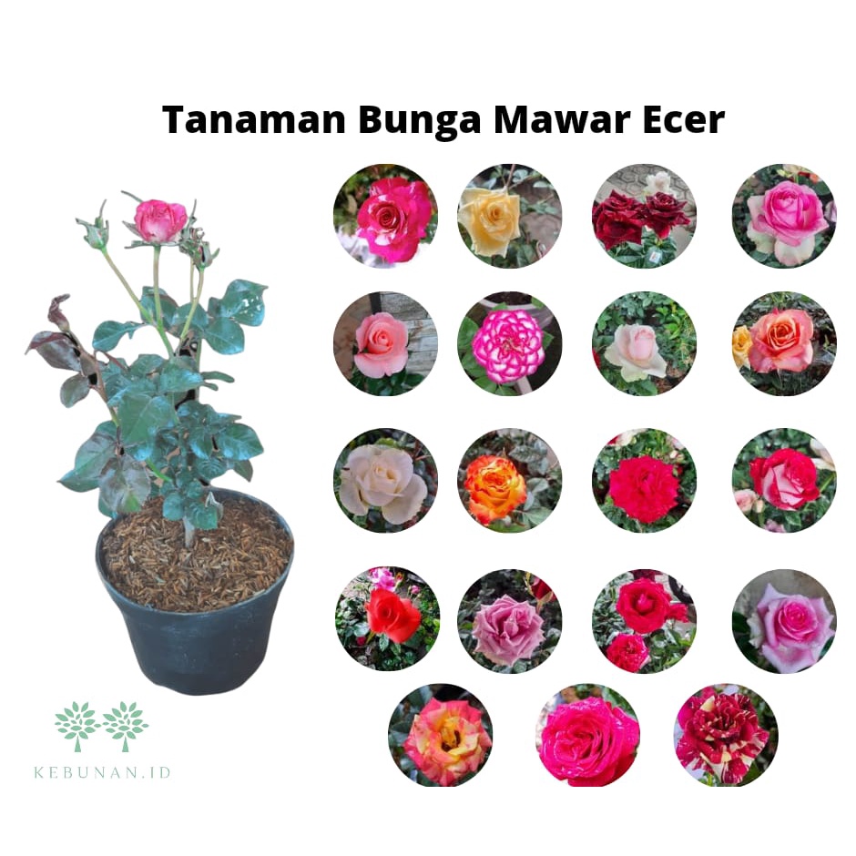 Jual Bibit Tanaman Bunga Mawar Ecer Warna Sudah Berbunga Bisa Pilih ... Jual Bibit Tanaman Bunga Mawar Ecer Warna Sudah Berbunga Bisa Pilih ...